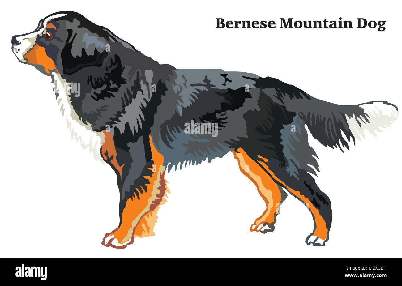 Portrait of standing in profile Bernese Mountain Dog, vector colorful ...