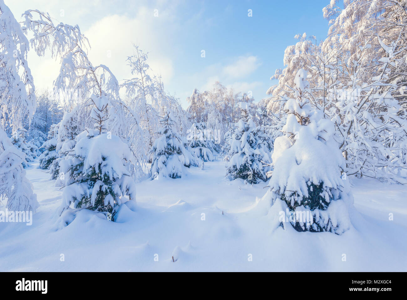 View of the winter forest at cold morning time Stock Photo - Alamy