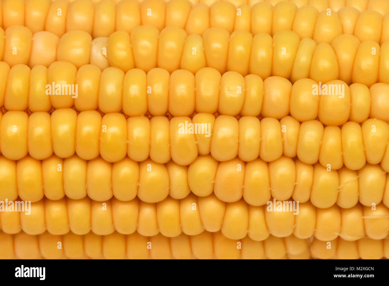 Close-up waxy corn kernel white and yellow on a white background. Gold ...