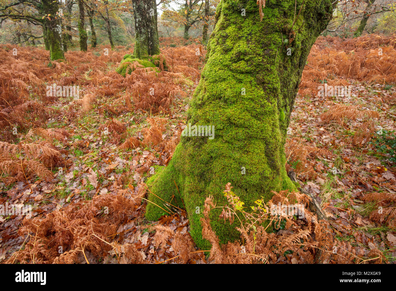 Native trees ireland hi-res stock photography and images - Alamy