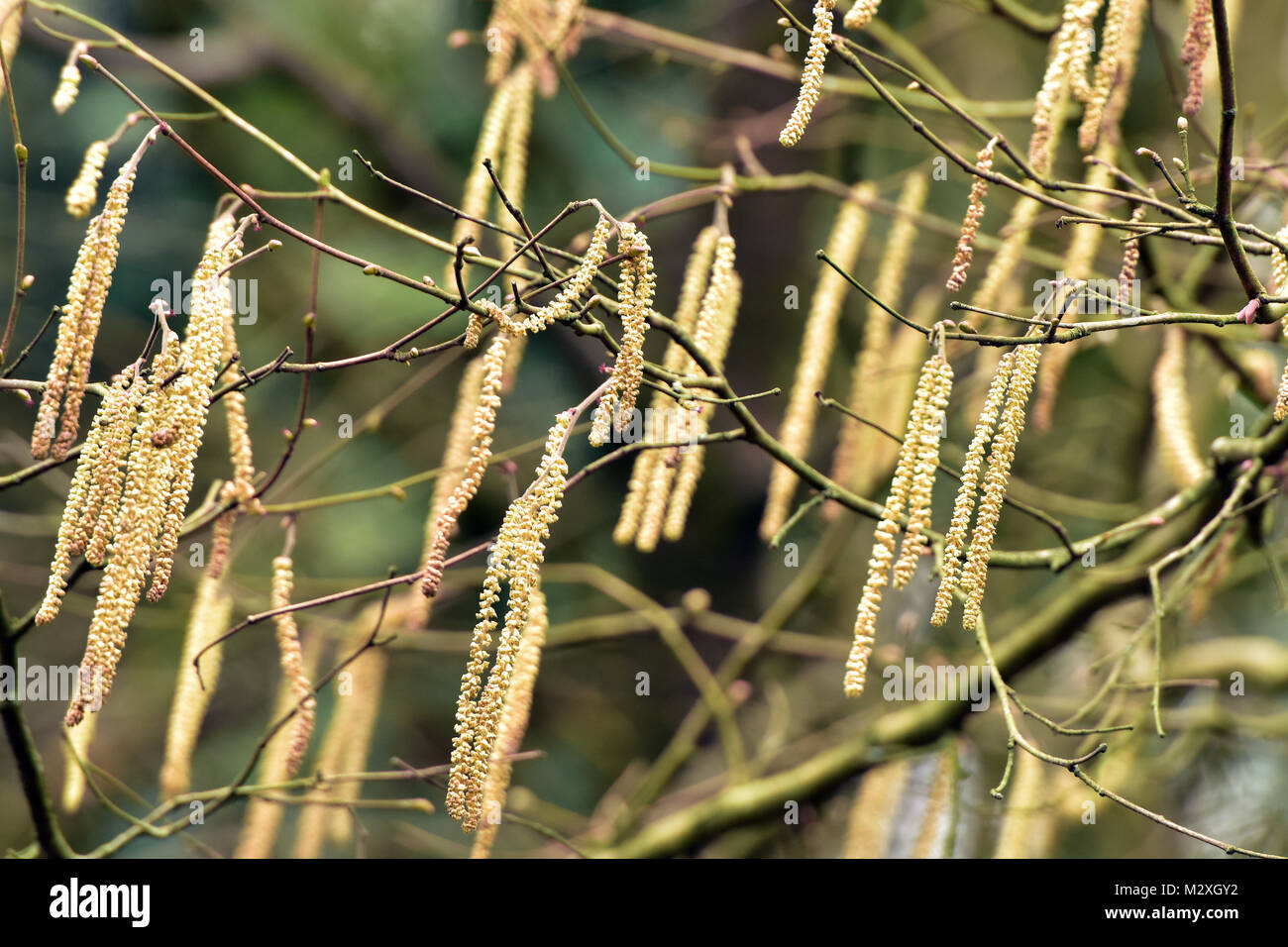 New growth pods hi-res stock photography and images - Alamy