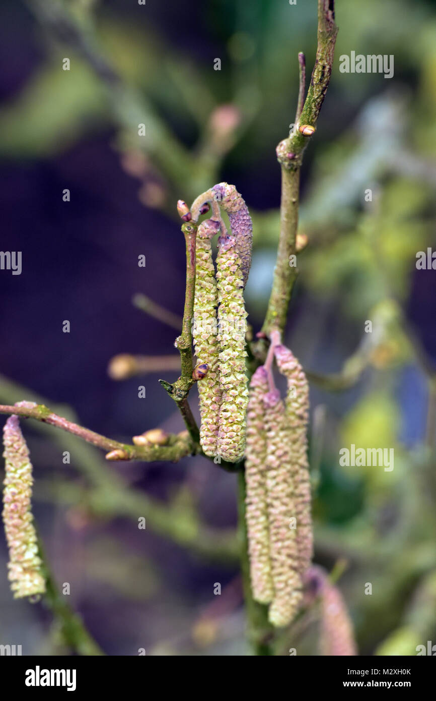 catkins in early spring hanging on to the branches in seed pods and ...