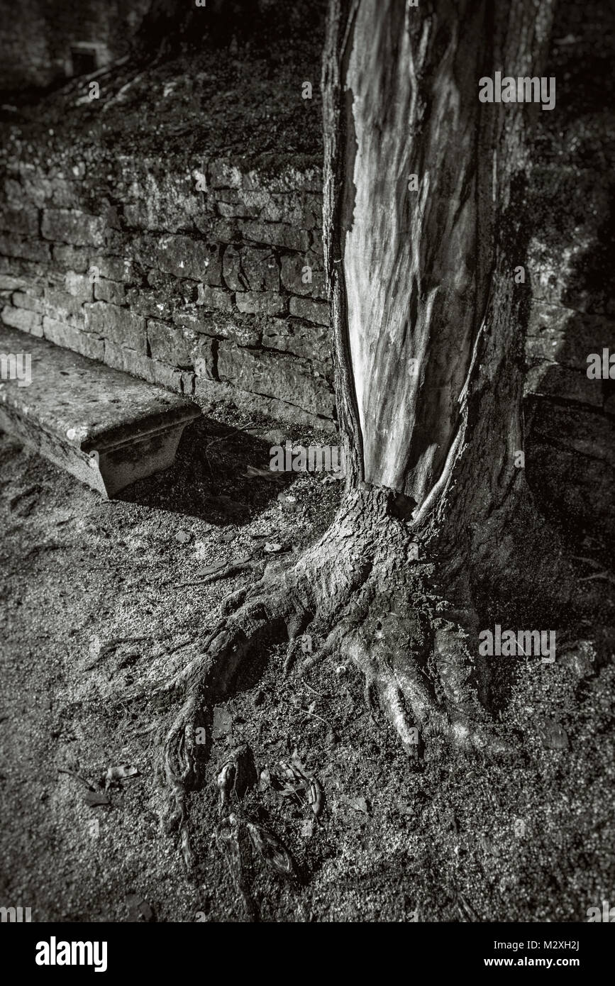 Devil tree hi-res stock photography and images - Alamy