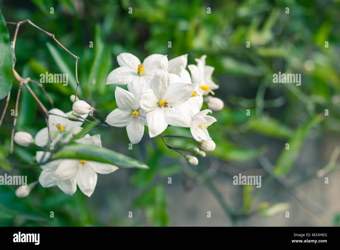 Five pointed flower hi-res stock photography and images - Alamy