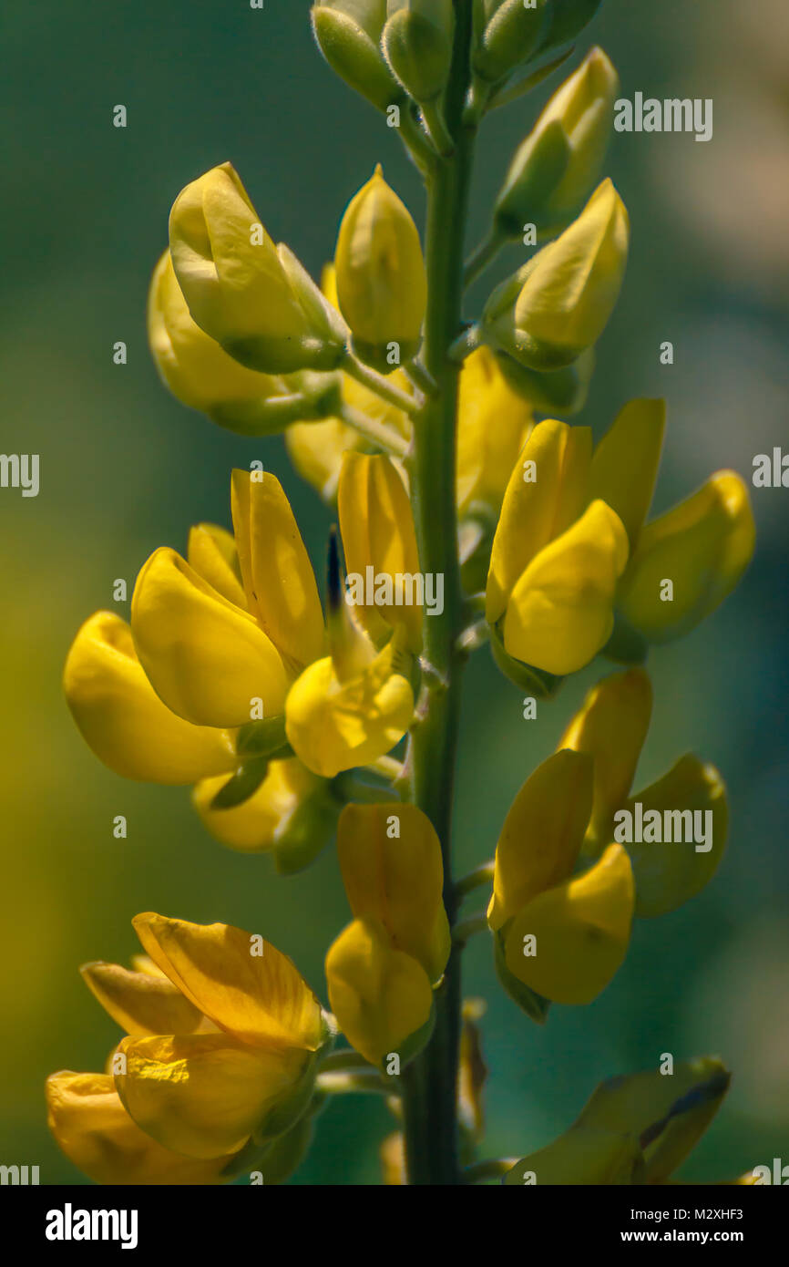 Golden pea flowers hi-res stock photography and images - Alamy