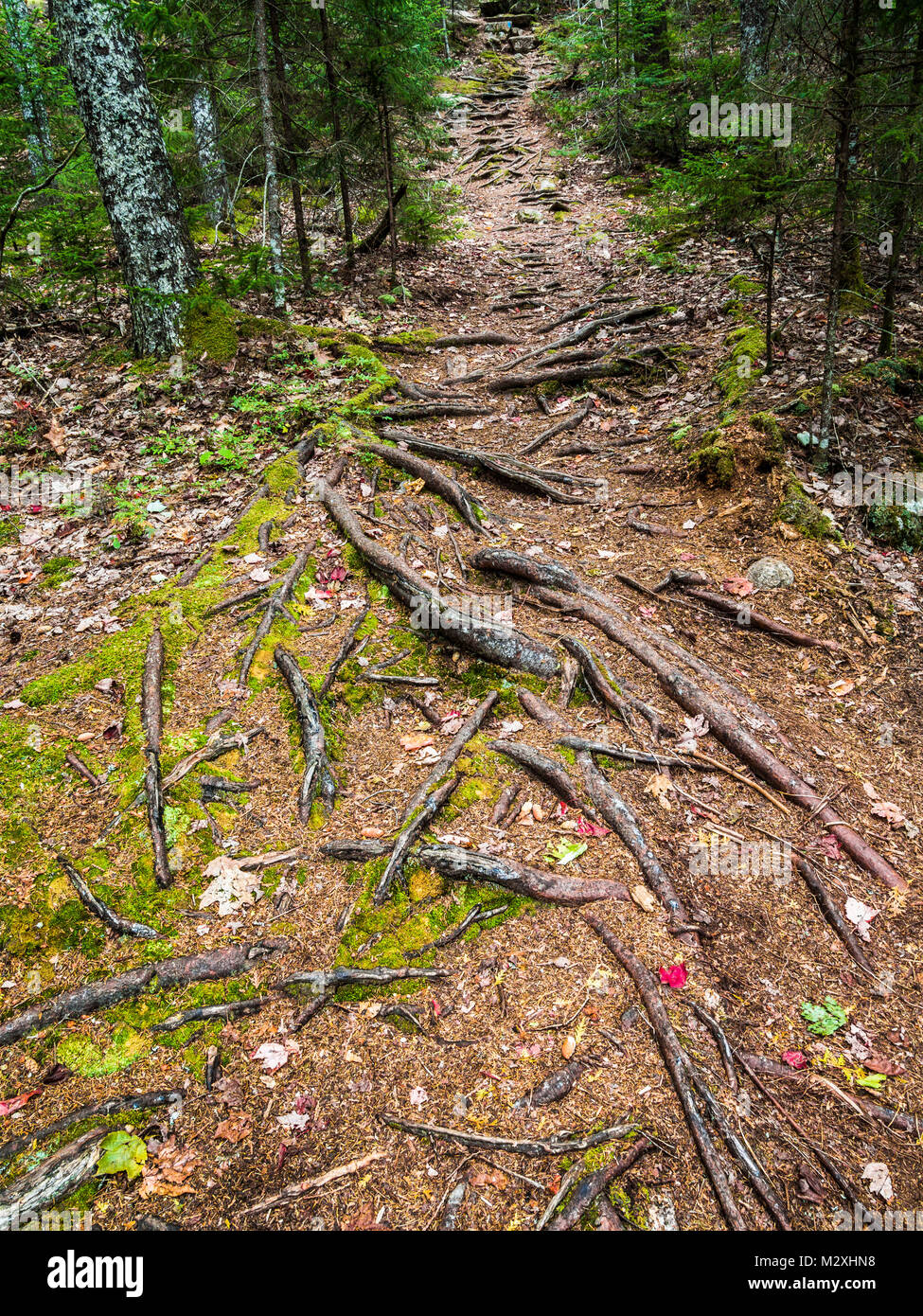 root strewn "tripping" trail acadia np maine Stock Photo - Alamy