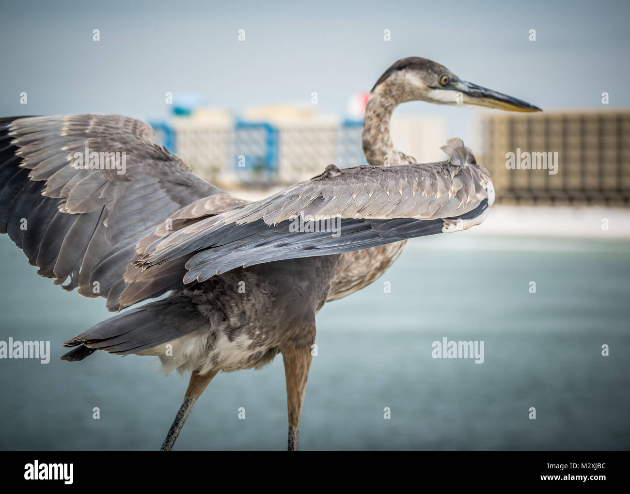 Blue Heron Spreading its wings Stock Photo - Alamy