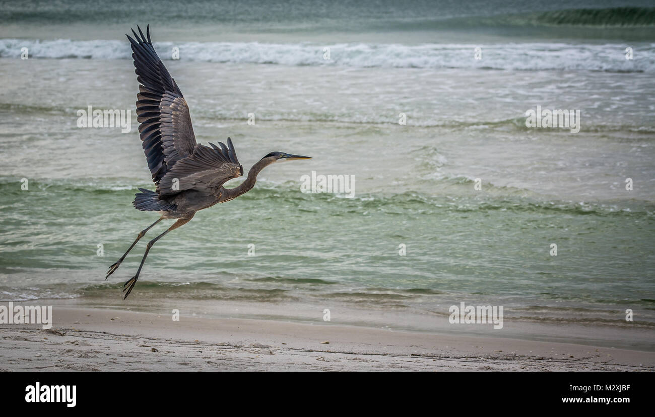 Heron bird fishing hi-res stock photography and images - Alamy