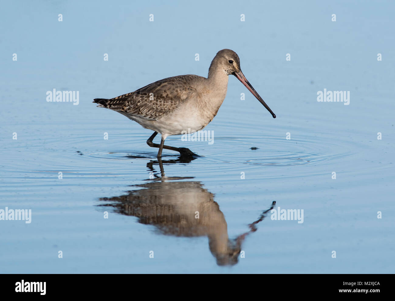 Limosa Limosa Water Feeding High Resolution Stock Photography and ...