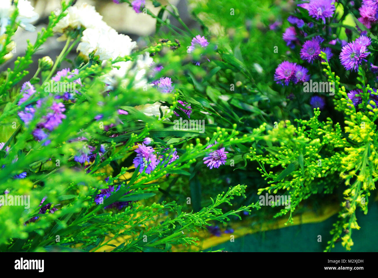 Lavender bushes with Stage decoration Stock Photo - Alamy