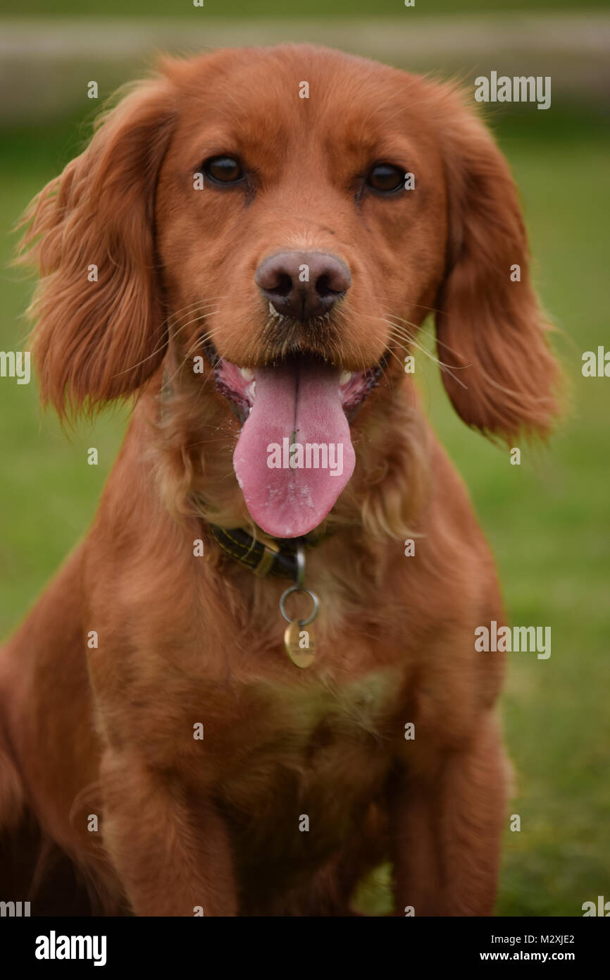golden cocker spaniel playing a game of fetch on the field Stock Photo ...