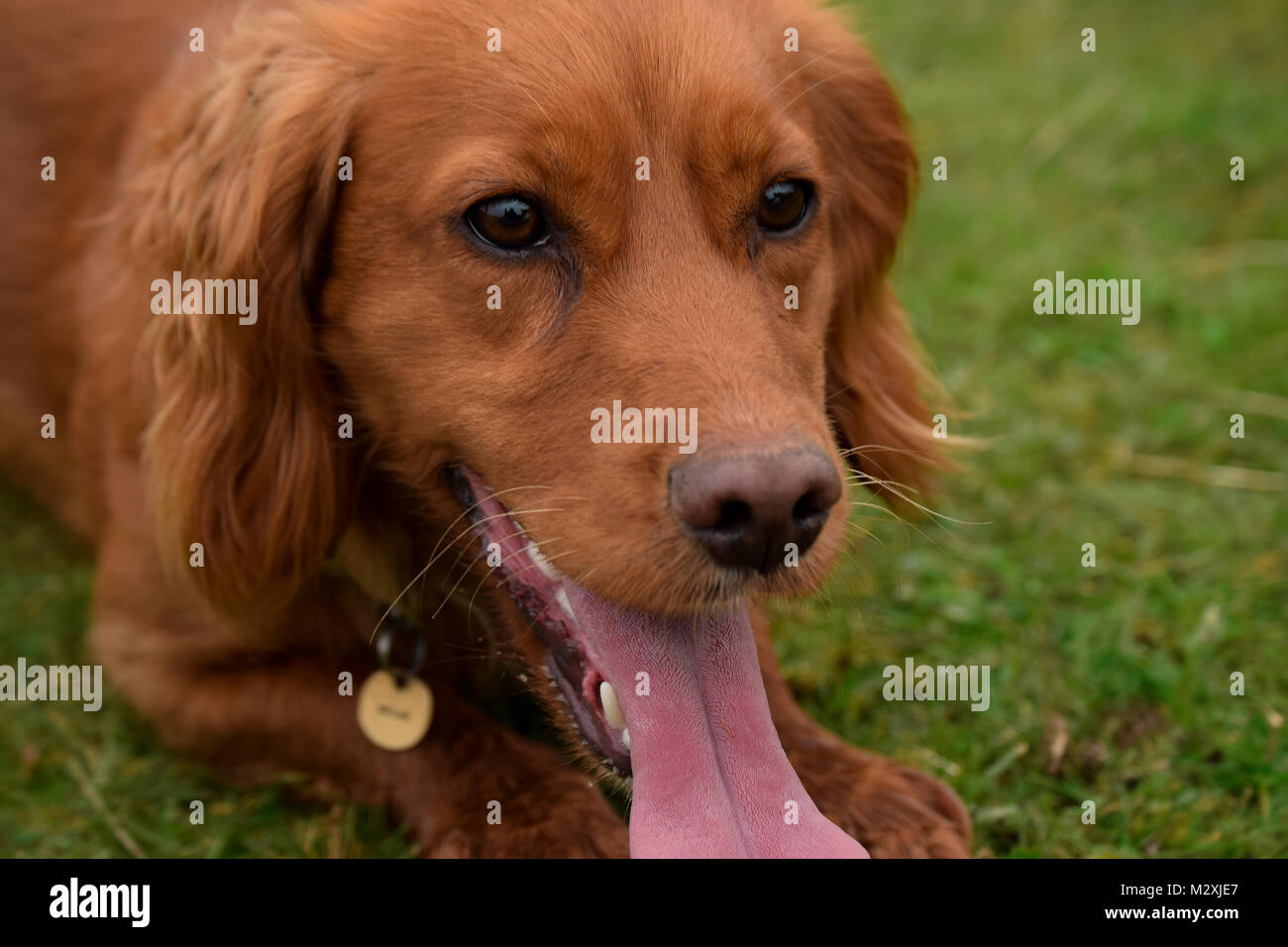 Golden spaniel hi-res stock photography and images - Alamy