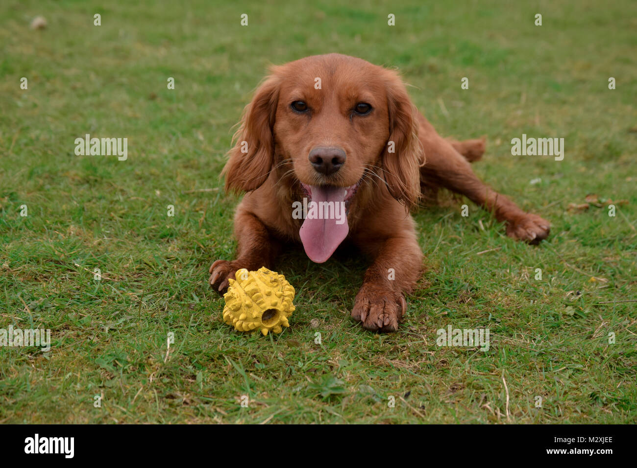 Golden spaniel hi-res stock photography and images - Alamy