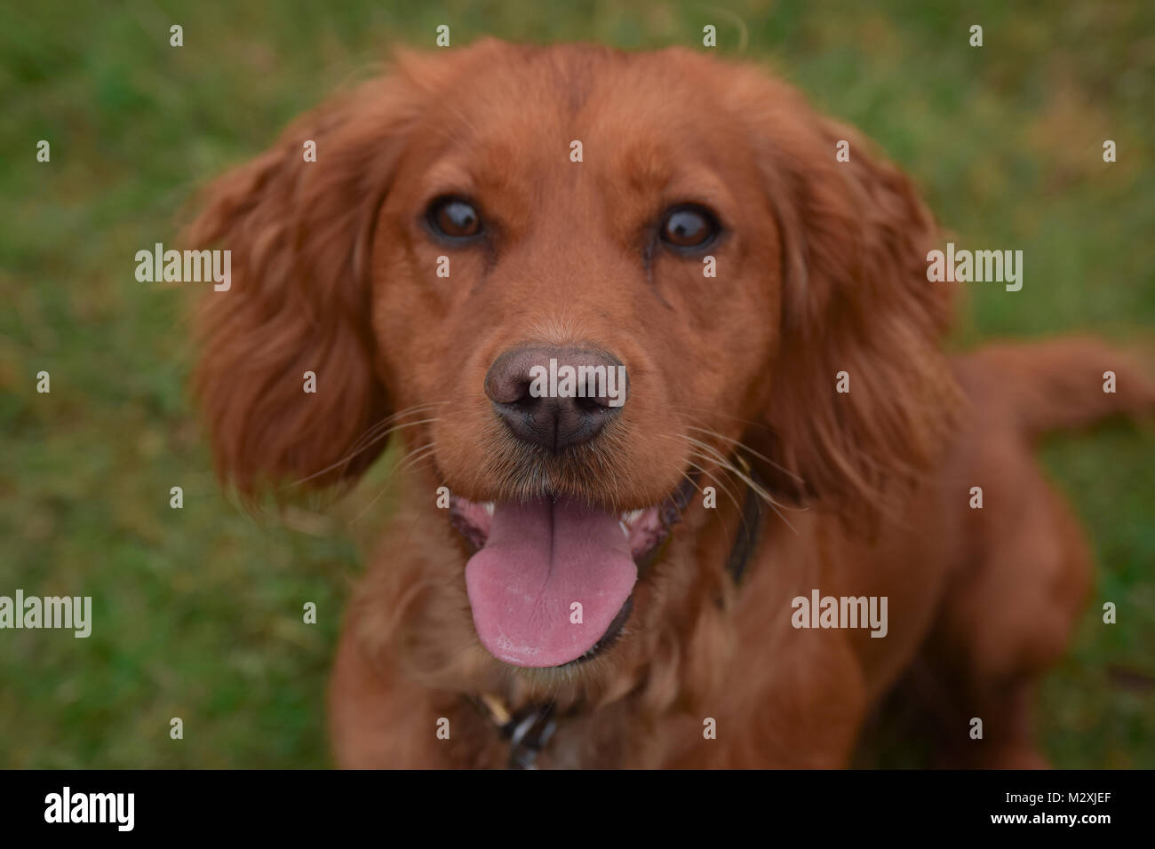 Golden spaniel hi-res stock photography and images - Alamy
