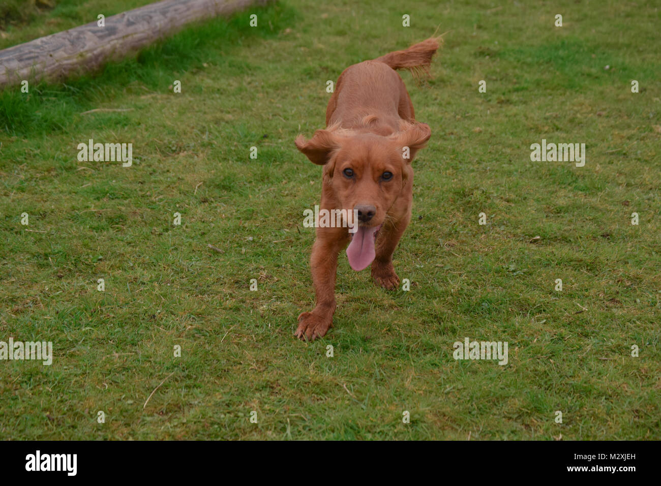 Golden spaniel hi-res stock photography and images - Alamy