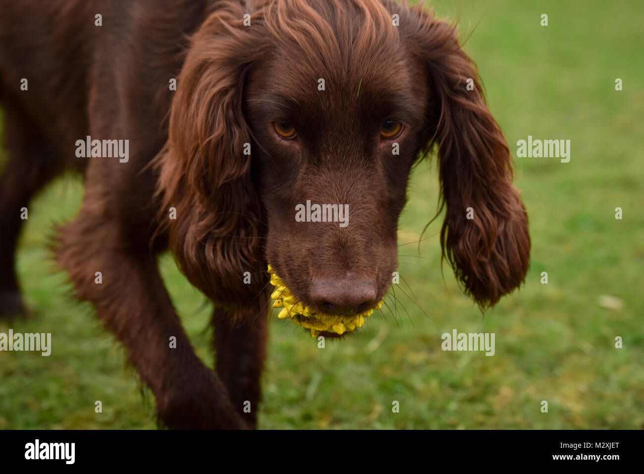 Brown cocker spaniel hi-res stock photography and images - Alamy