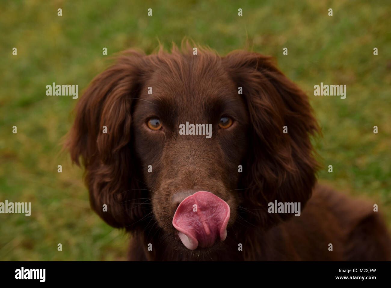 brown cocker spaniel playing a game of fetch on the field Stock Photo ...