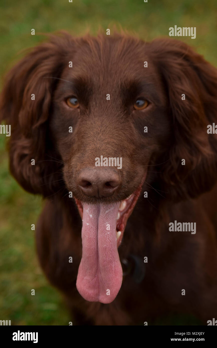 Cocker spaniel action shot hi-res stock photography and images - Alamy