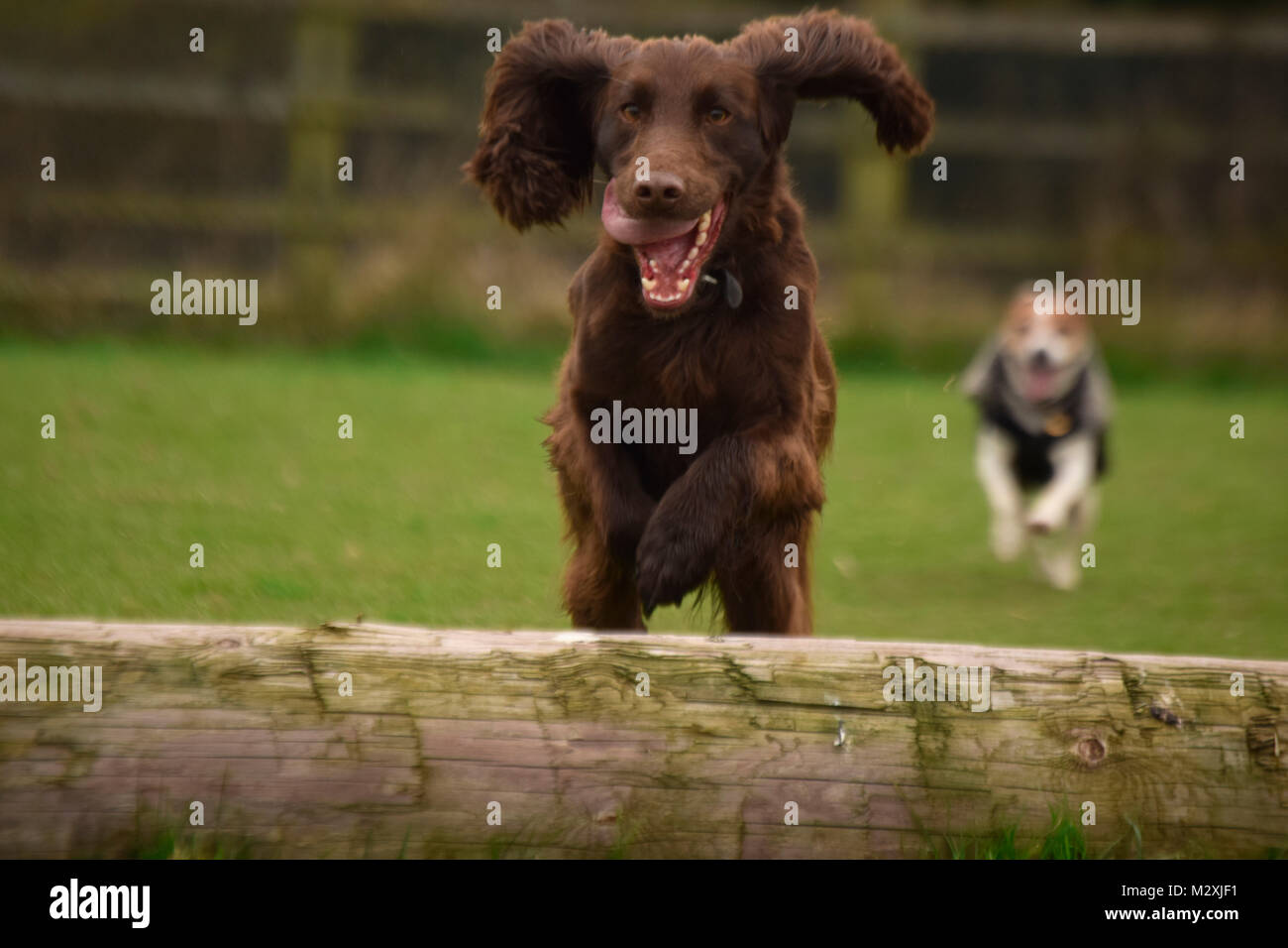 brown cocker spaniel playing a game of fetch on the field Stock Photo ...