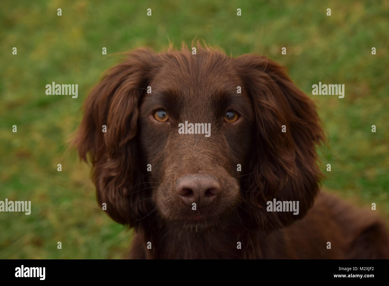 brown cocker spaniel playing a game of fetch on the field Stock Photo ...