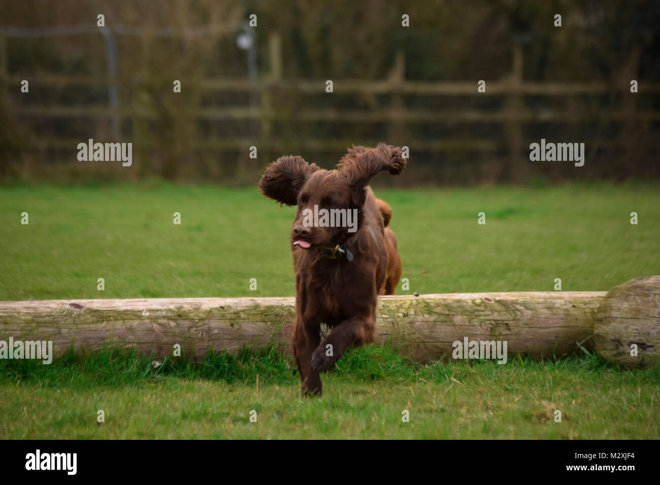 brown cocker spaniel playing a game of fetch on the field Stock Photo ...
