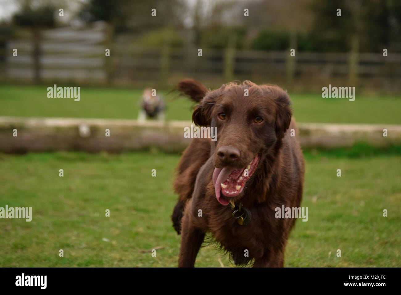 brown cocker spaniel playing a game of fetch on the field Stock Photo ...