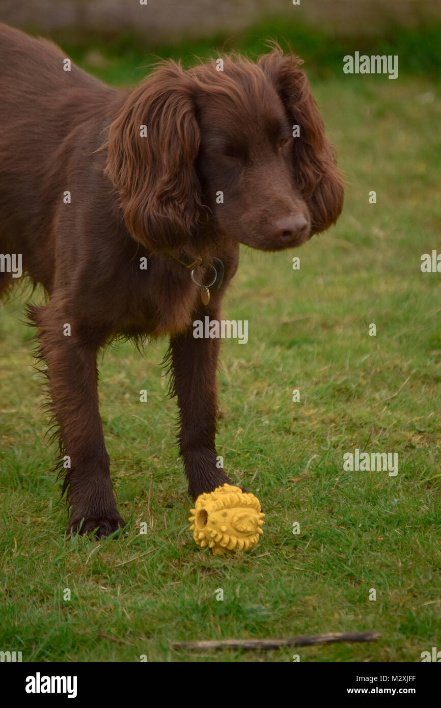 Brown cocker spaniel hi-res stock photography and images - Alamy