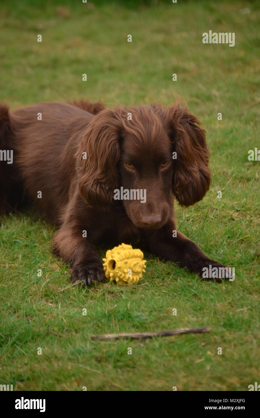 Cocker spaniel action shot hi-res stock photography and images - Alamy