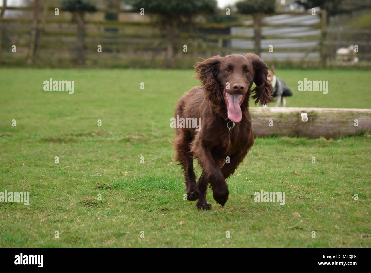 brown cocker spaniel playing a game of fetch on the field Stock Photo ...