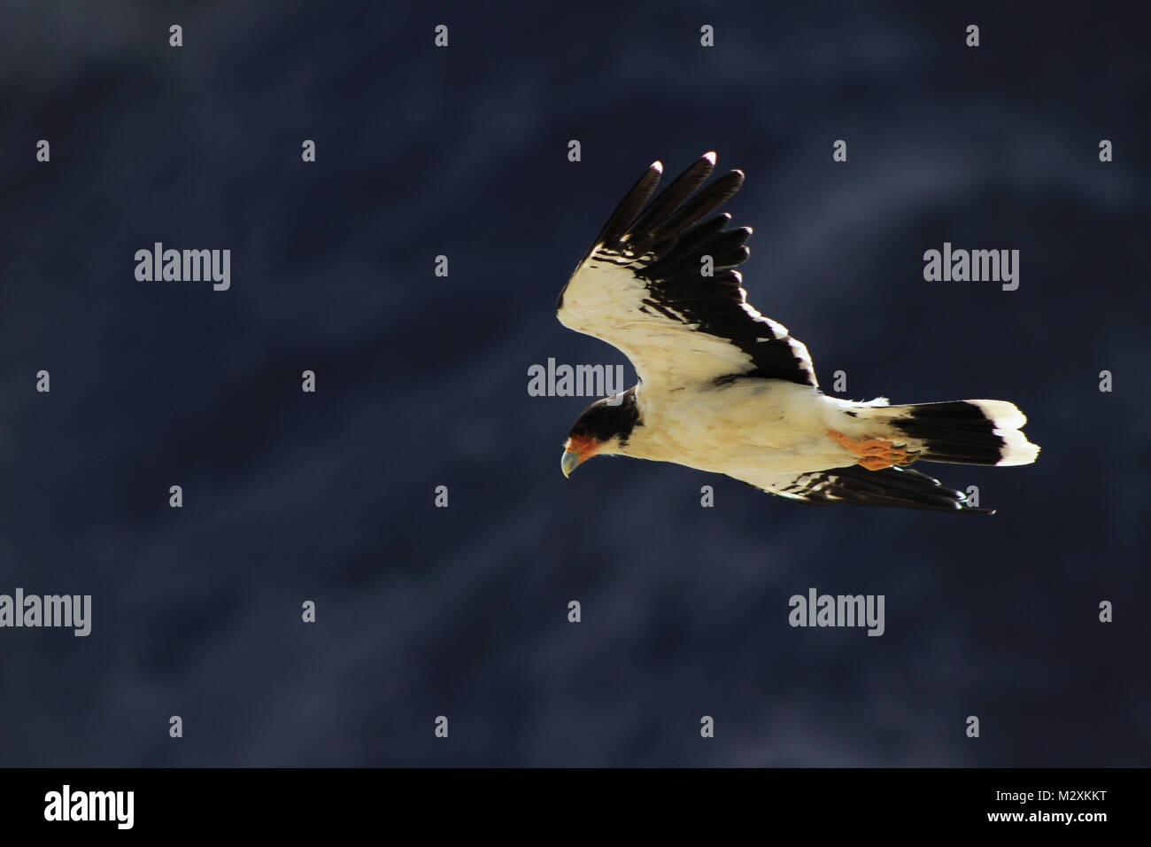 Eagle flying over Patagonian Andes mountains Stock Photo - Alamy