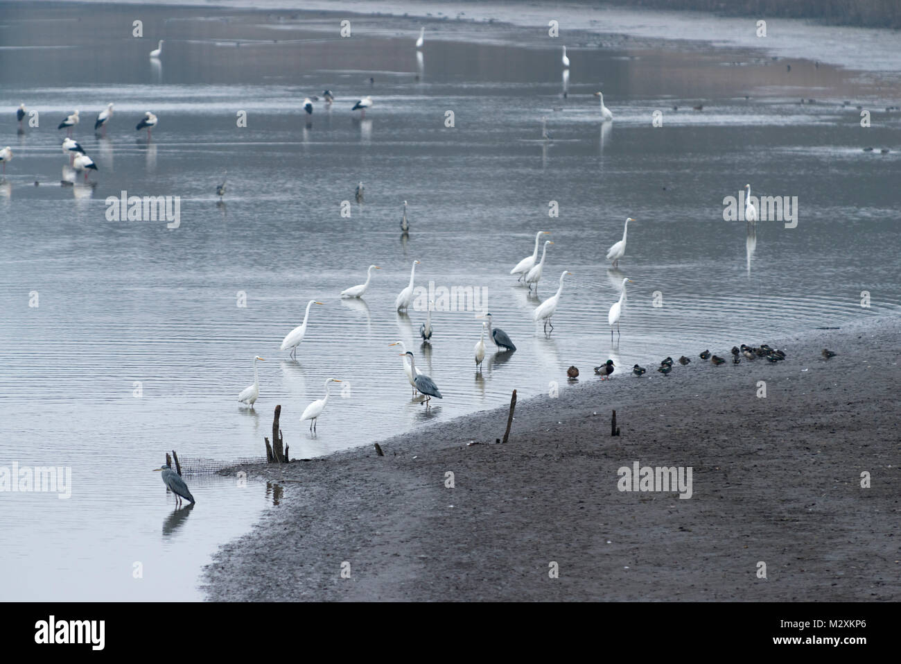 France, Alsace, the Sauerdelta in Alsace close Munchhausen, with grey ...