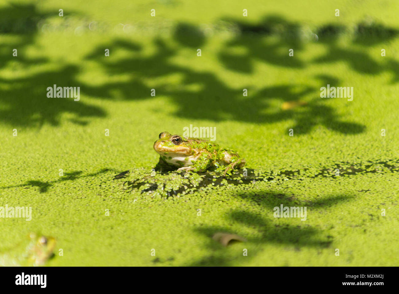 Germany, green frog, Rana esculenta Stock Photo - Alamy