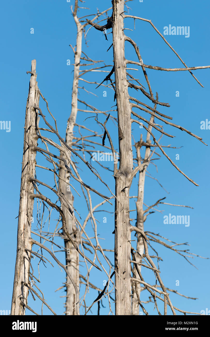 Germany, Black Forest, dead trees Stock Photo - Alamy