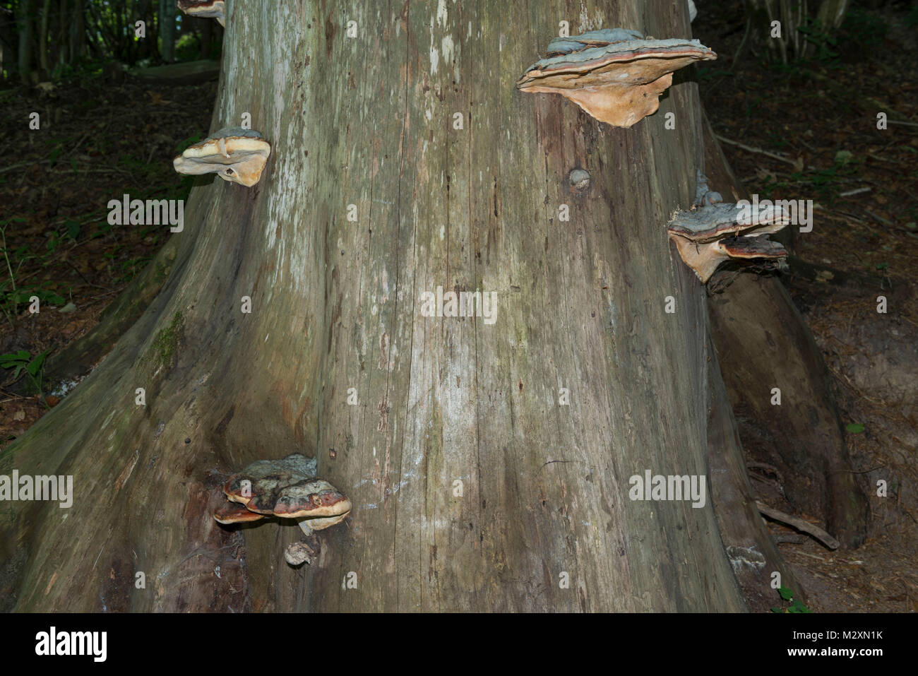 Dead tree with polypores hi-res stock photography and images - Alamy