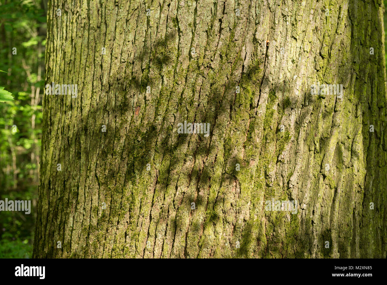 Trunk, bark structure Stock Photo - Alamy