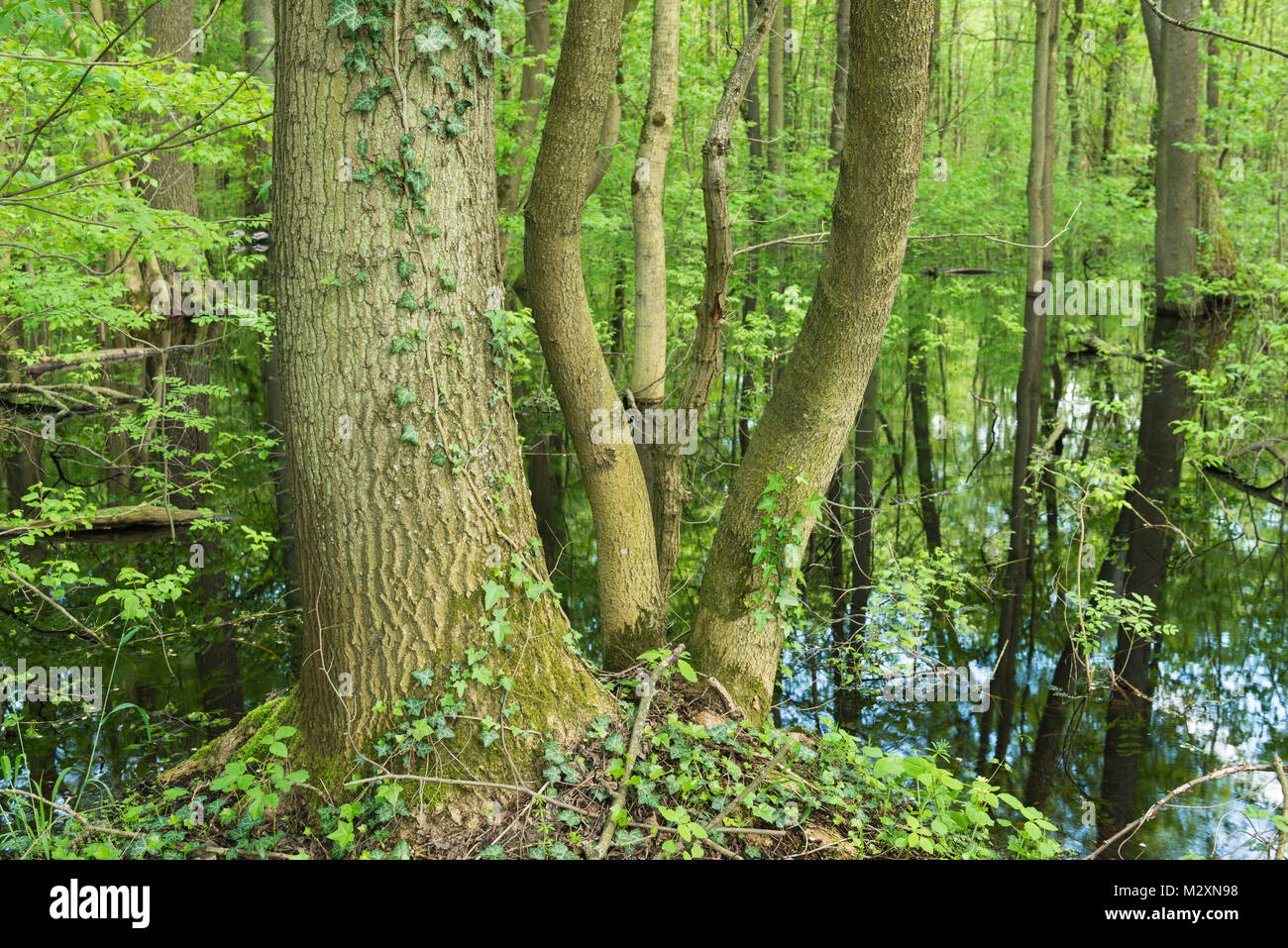 Spring in weingartener moor hi-res stock photography and images - Alamy