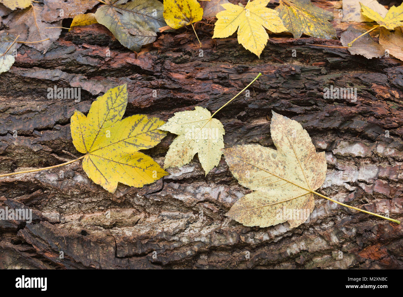 Autumn, leaves on trunk Stock Photo - Alamy