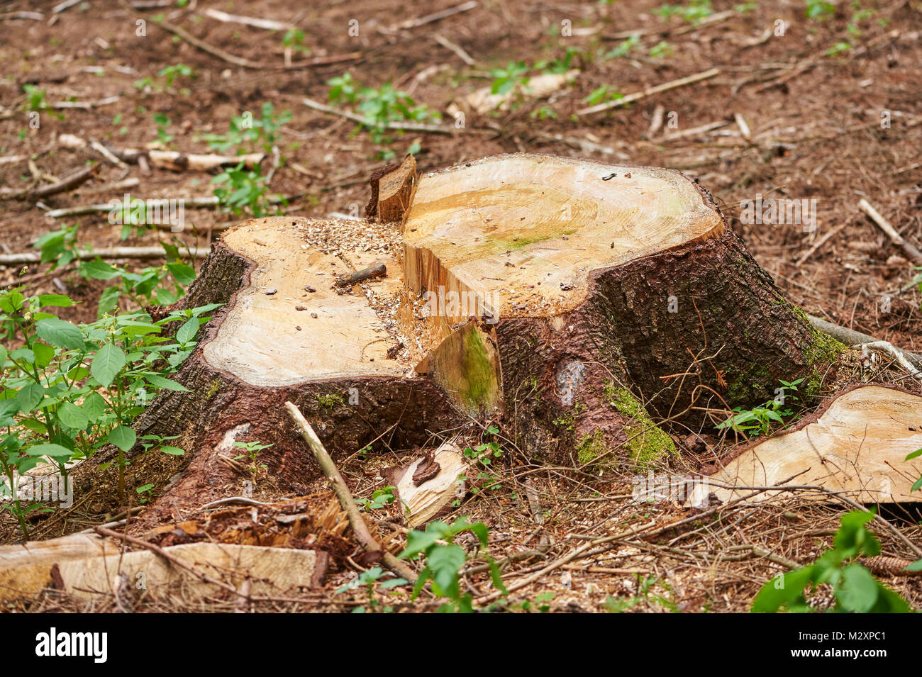 Trunk, sawed off, cut surface, common spruce, Picea abies Stock Photo ...