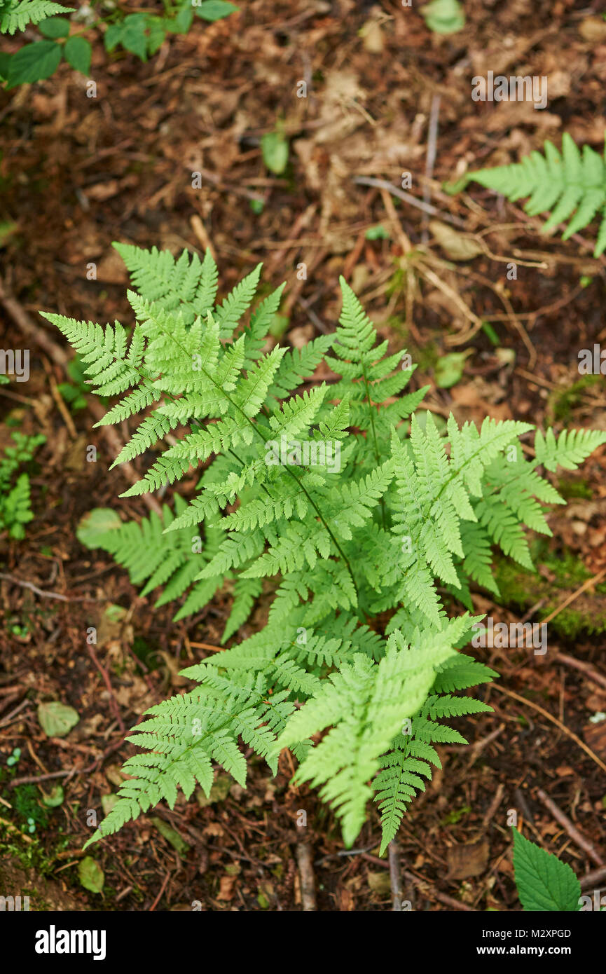male fern, Dryopteris filix-mas, forest floor, spring Stock Photo - Alamy