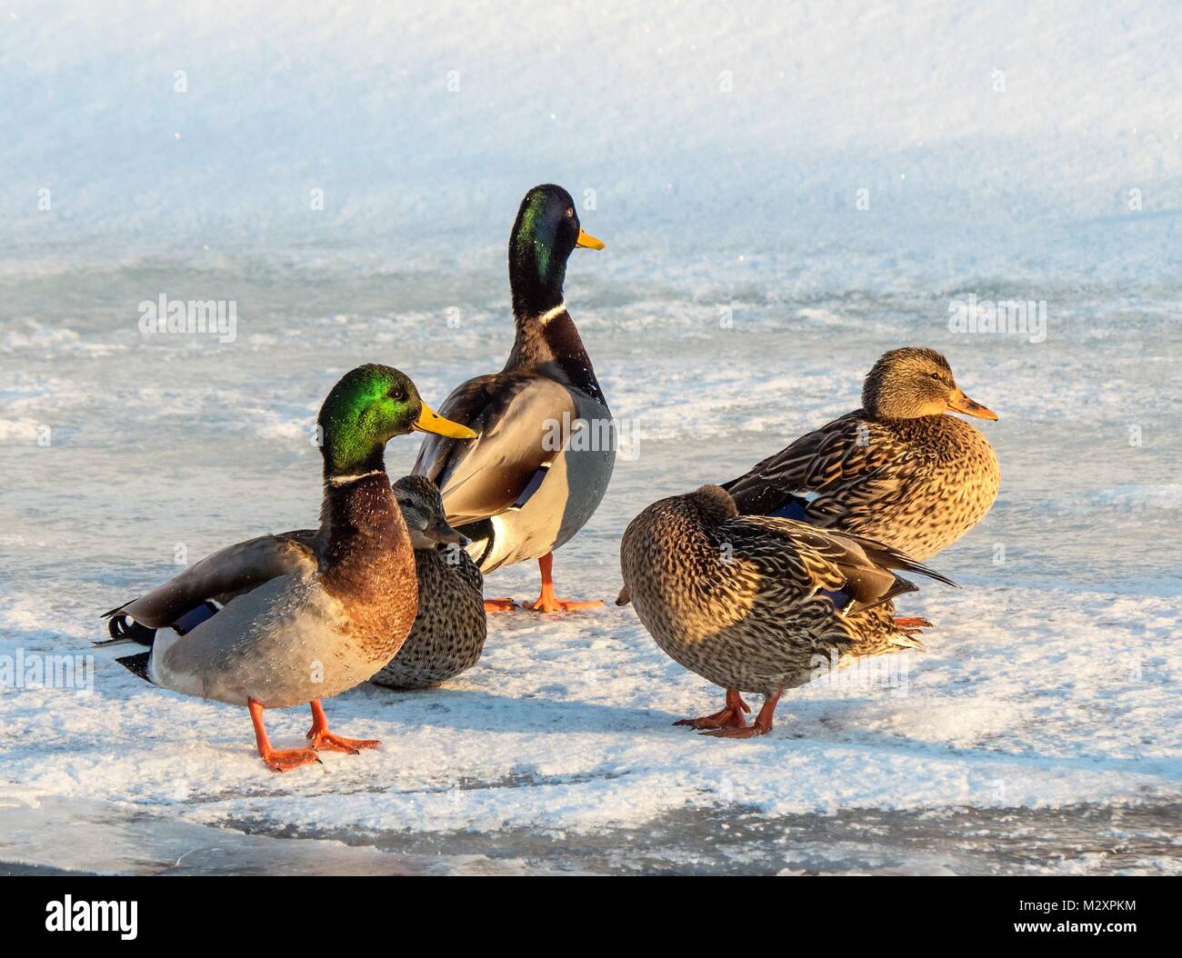 Old Purdys Mill Lindsay Ontario Stock Photo - Alamy