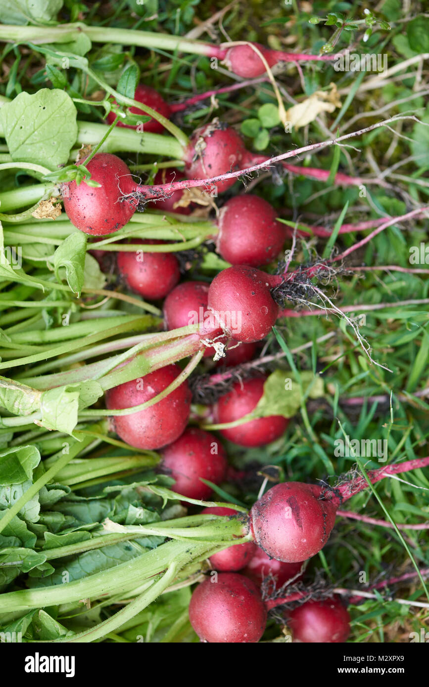 Small radish raphanus sativus var sativus hi-res stock photography and ...