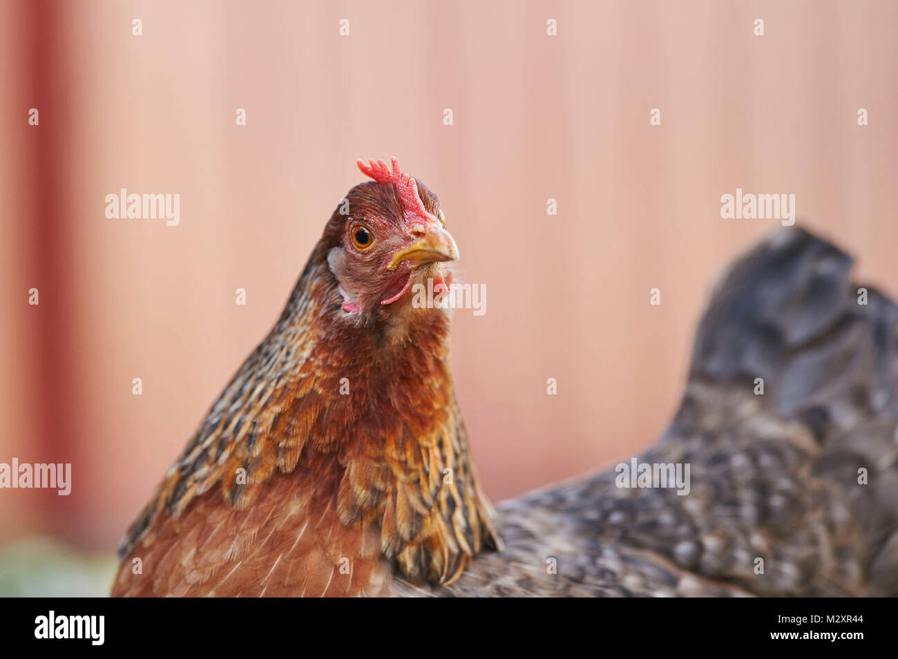 domestic fowl, Gallus gallus domesticus, hen, portrait, meadow, stand ...
