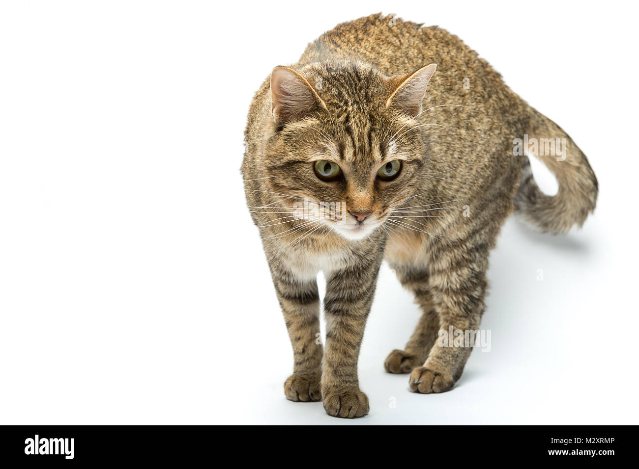 Portrait of cute European kitten isolated on white background , Animal ...