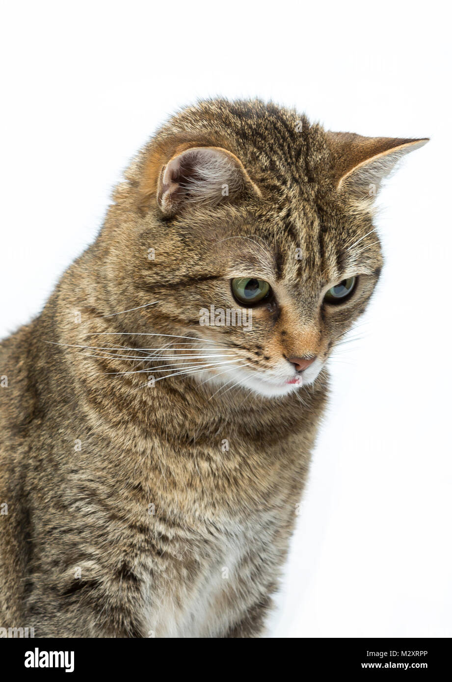 Portrait of cute European kitten isolated on white background , Animal ...
