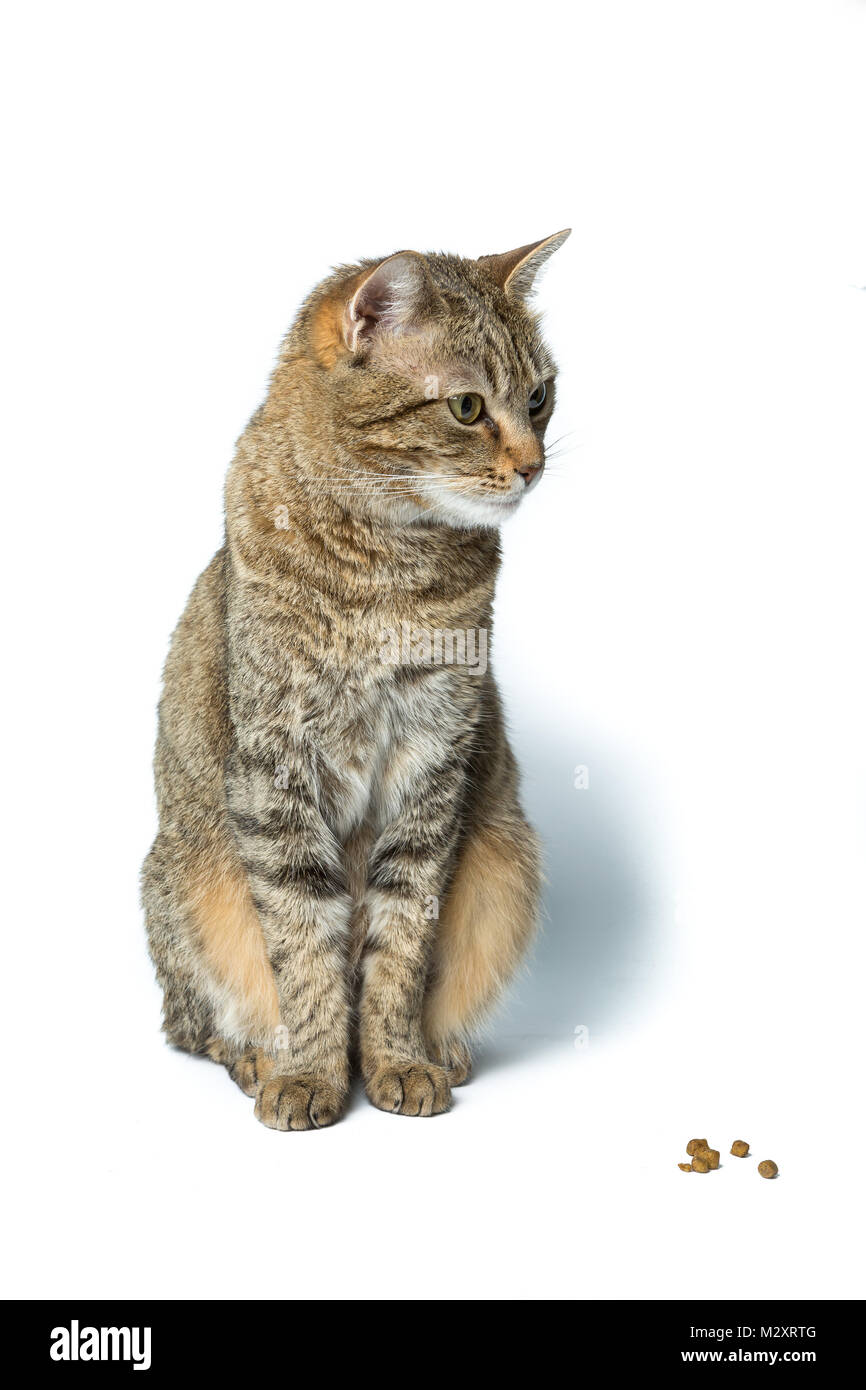 Portrait of cute European kitten isolated on white background , Animal ...