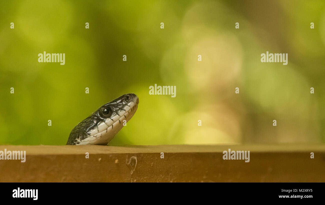 Colorful snake head hi-res stock photography and images - Alamy
