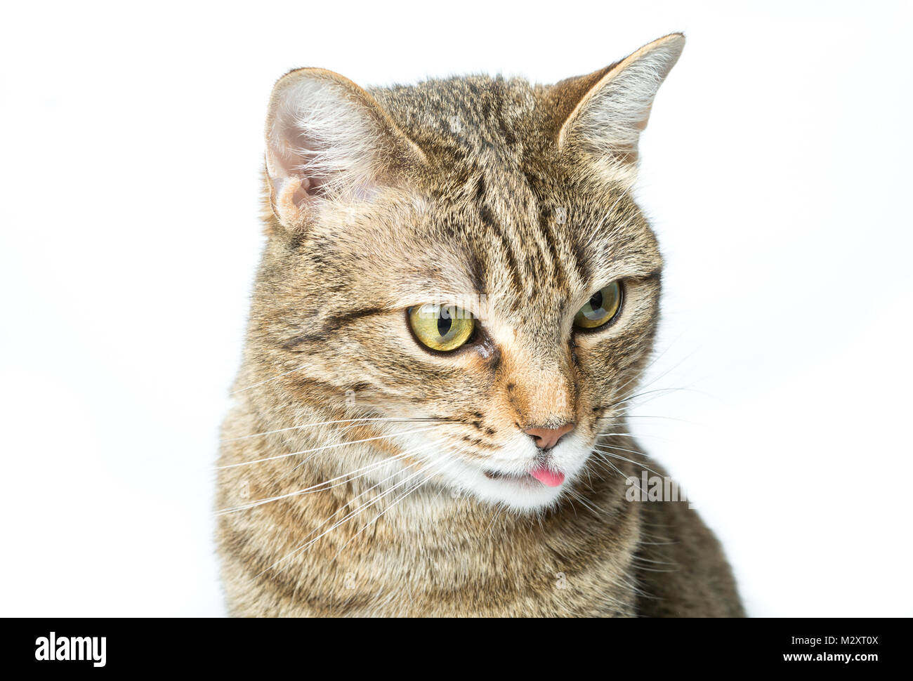 Portrait of cute European kitten isolated on white background , Animal ...