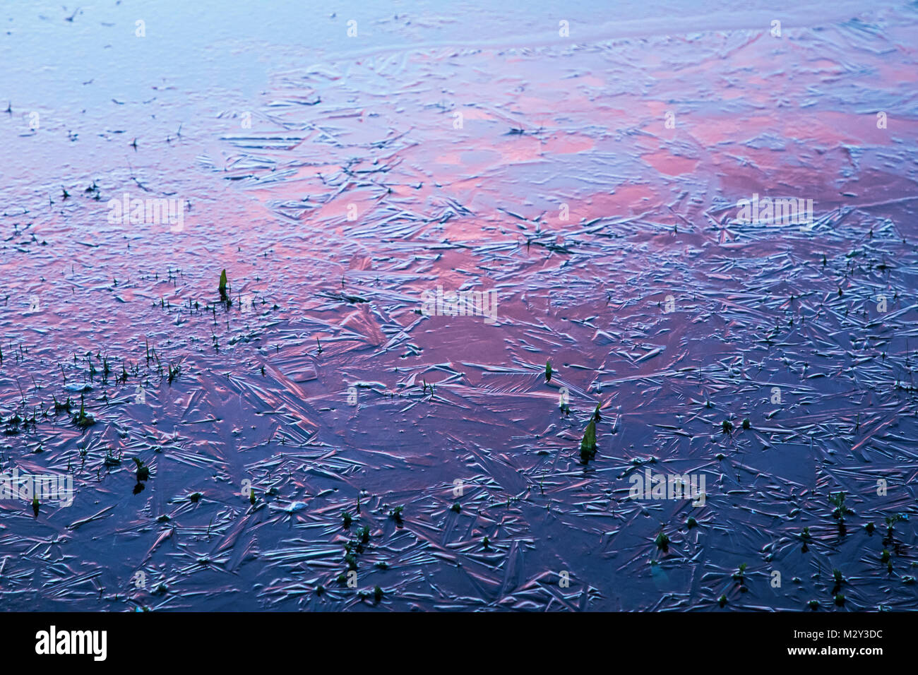 Frozen puddle with a few blades of grass coming through and reflected ...