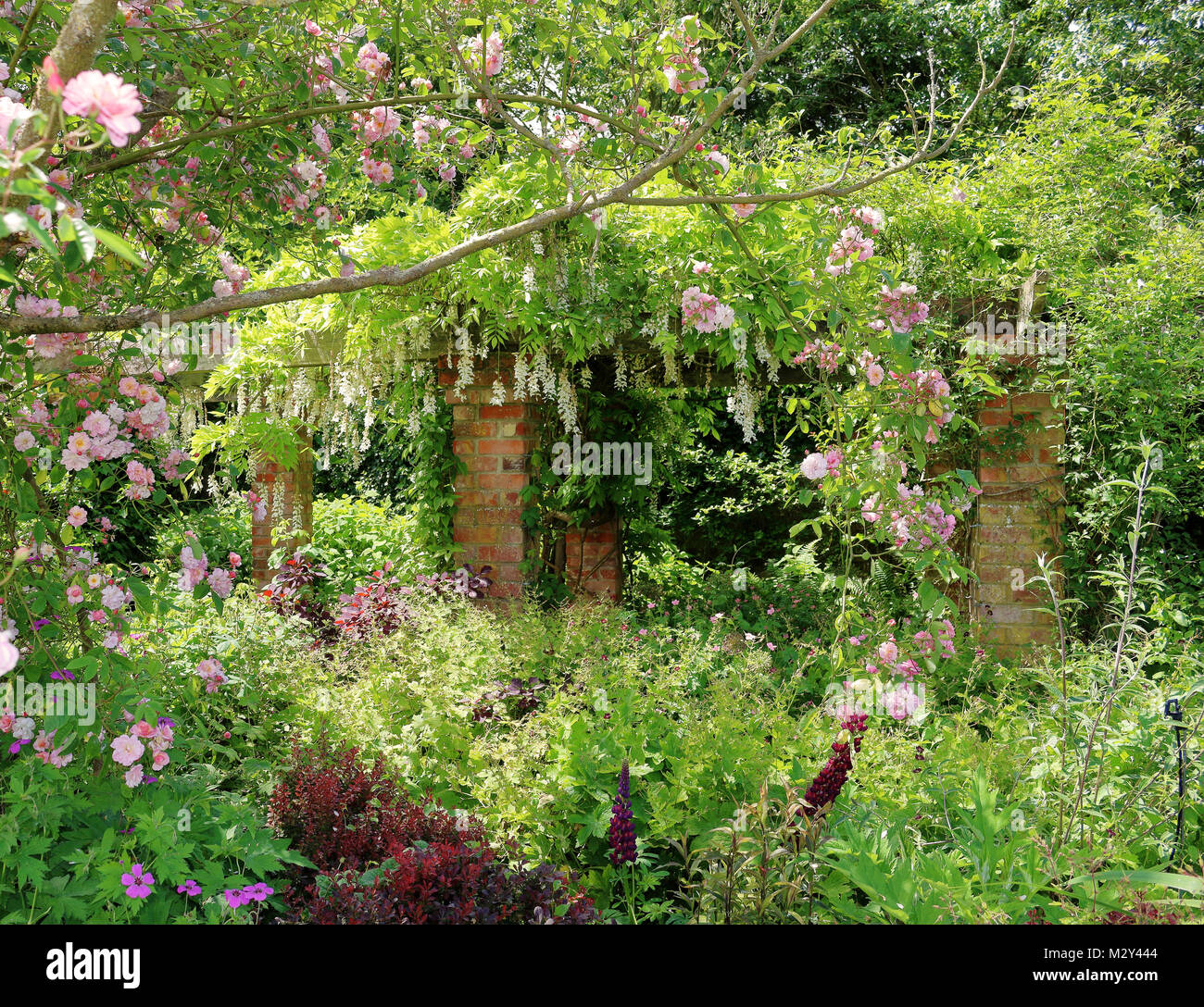 Red brick arbour covered in White Wisteria and climbing roses Stock ...