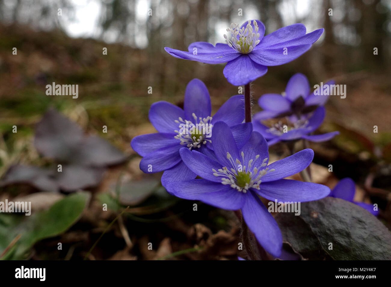 Liverleafs hi-res stock photography and images - Alamy